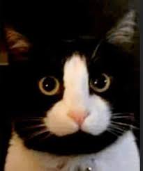 CTFtime.org / Dickcat Inc.